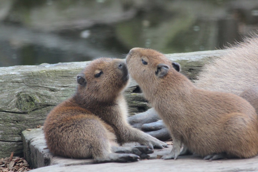 CAPYBARA HEARS THE PATTER OF TWELVE TINY FEET - London Mums Magazine