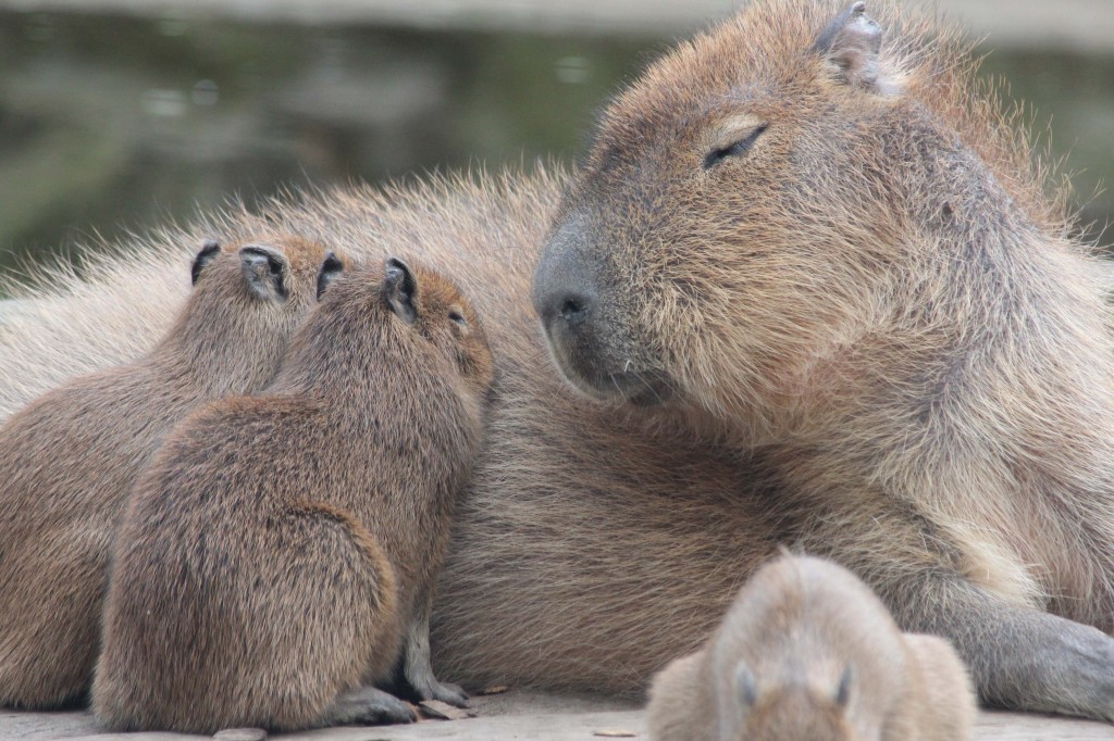 CAPYBARA HEARS THE PATTER OF TWELVE TINY FEET - London Mums Magazine