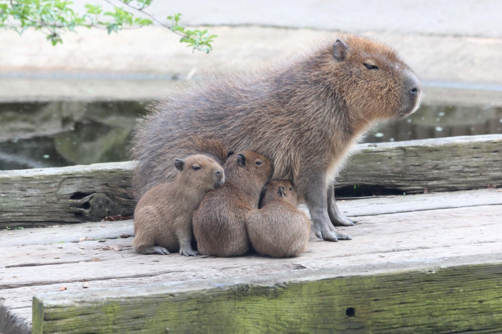 CAPYBARA HEARS THE PATTER OF TWELVE TINY FEET - London Mums Magazine