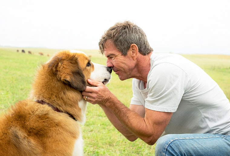 Exclusive chat with Dennis Quaid about his role in A Dog’s Purpose