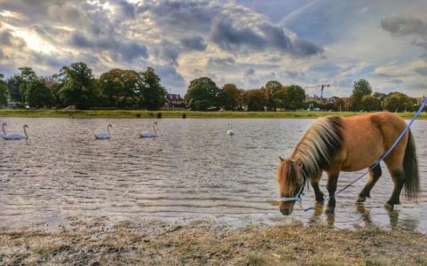 Wimbledon Cannizaro Park launches Nature Weekend 22 & 23 May 2021